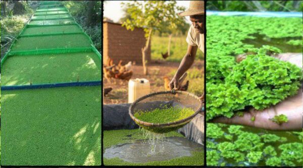 Azolla Farming In Kenya: Step-by-Step Guide For High Yields 2026